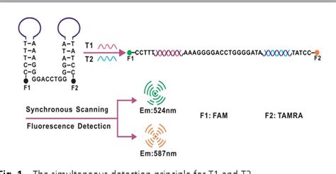 Figure 1 From Multiplexed Dna Detection With A Composite Molecular Beacon Based On Guanine