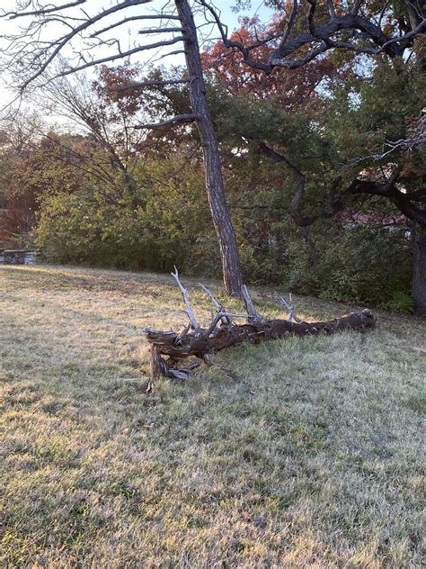 Untitled Shozzy Shozzyies Flickr