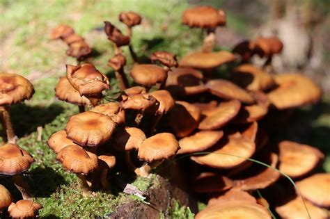 버섯 숲 버섯을 따다 숲속 Pixabay의 무료 사진 Pixabay