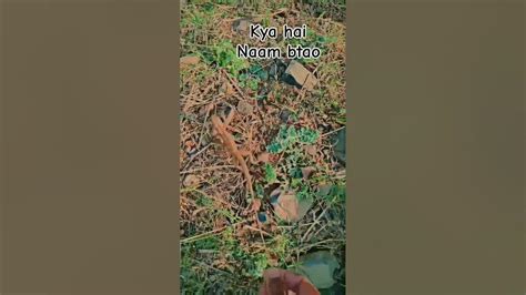 Youtubeshorts Shorts Youtube