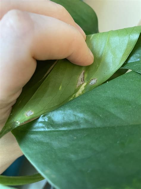 Is This Leaf Spot Fungalbacterial Sun Burn Or Something Else R