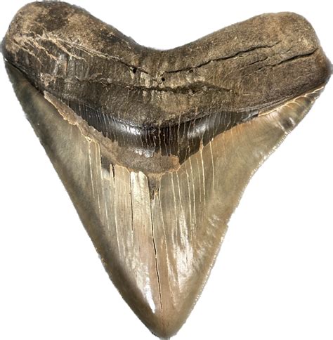 Megalodon Tooth Florida 2 34 Inch Prehistoricoregon