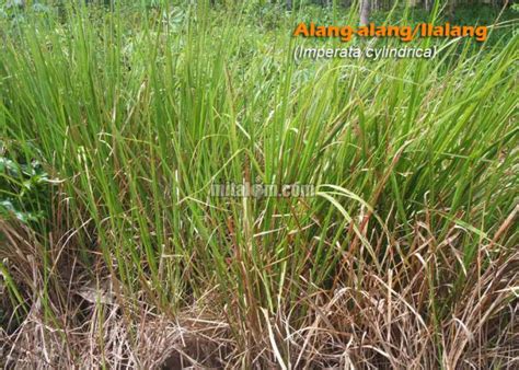 Detail Jenis Jenis Gulma Dan Gambarnya Koleksi Nomer 24