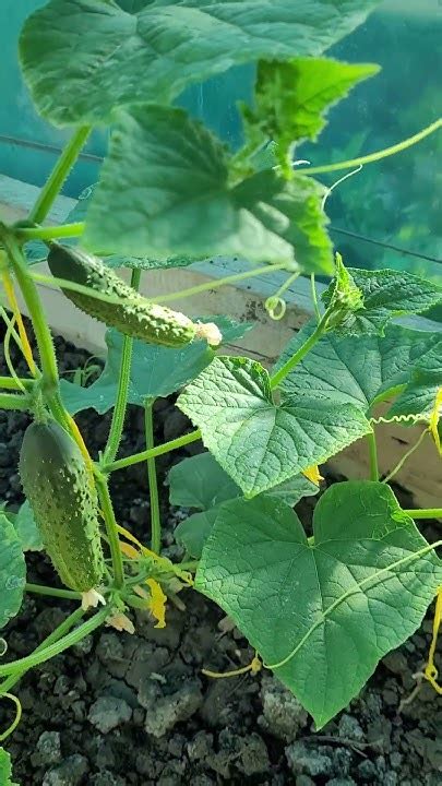 СОБИРАЮ УРОЖАЙ🥒🍅 Youtube