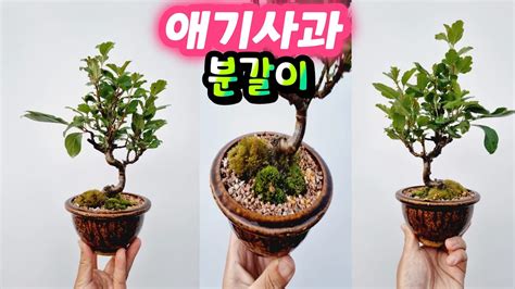 애기사과분재 더 큰 화분으로 분갈이 새싹분재원tv Sprout Bonsai Tv Youtube