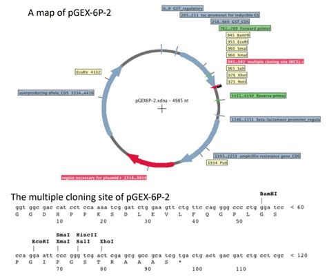 Solved The Plasmids Primers And DNA Fragments You Will Be Chegg Com