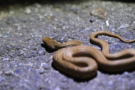 褐色系 有雜斑 臺灣蛇類快速辨別圖鑑taiwan Snakes