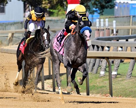 Champagne One Horse Show For Napoleon Solo Trusted Data