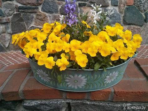 Чем украсить сад после цветения тюльпанов Группа Клумбы и цветники