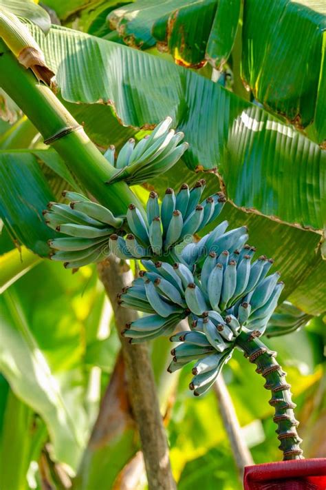 A Photo Of Fresh Blue Java Bananas Known For Their Ice Cream Like Texture And Blue Peel When