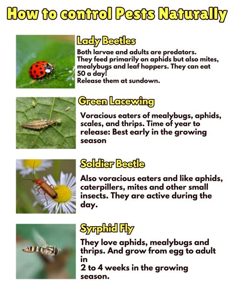 Greenthumb Natural Pest Control A Simple Guide To Using Beneficial