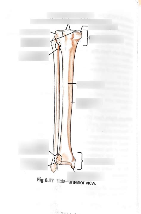 Tibia Diagram Quizlet