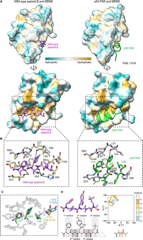 Crystal Structure Of Peptoid 2 Bound To Mdm2 A Crystal Structure Of 2