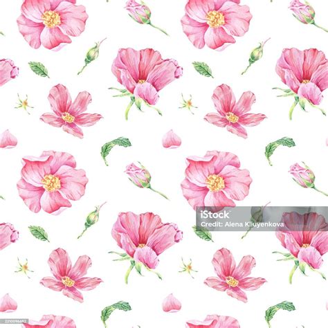 핑크색 야생 장미의 완벽 한 패턴과 꽃 새싹 잎 흰색에 수채화 그림 로즈힙 꽃 인쇄 벽지 섬유 식기 포장지에 인쇄하기 위한 손으로 그린 식물 스케치 개화기에 대한 스톡 벡터