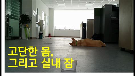바깥 생활이 고단한지 공장개를 실내에 들여 놓으니 편안하게 뻗어 잔다 L 공장개 잠든 모습이 그렇게 편안해 보일 수가 없다 L 공장개의 잠든 뒷모습에서 고단함이 느껴진다