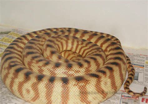 Black Headed Python Python Pictures Plus Black