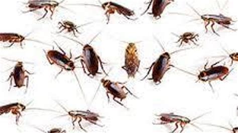 Cockroachdb Simplifies Multi Region Deployment Zdnet