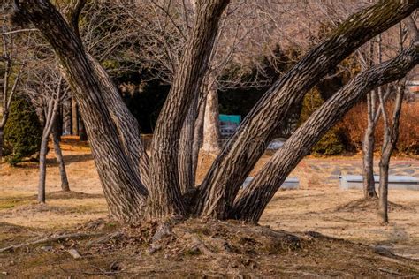 Six Trees Growing Together Stock Image Image Of Liberty