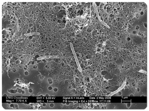 Life Without The Sun News Astrobiology
