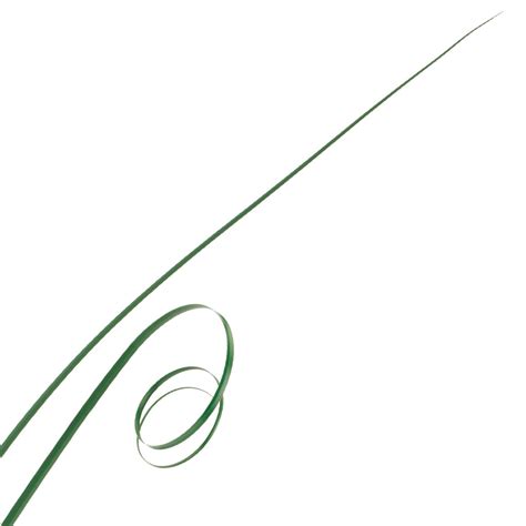 Green Bear Grass Culpitt