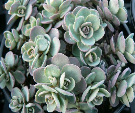 Hylotelephium Cauticola ‘coca Cola Sedum Leesas Alpines