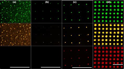 Pseudo Colored Epi Fluorescence Images Scale Bar 20 μm Of A Download Scientific Diagram