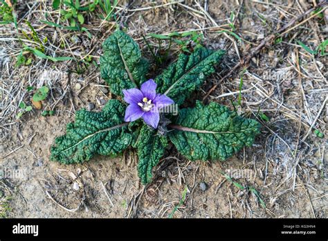 Mandragora Plant