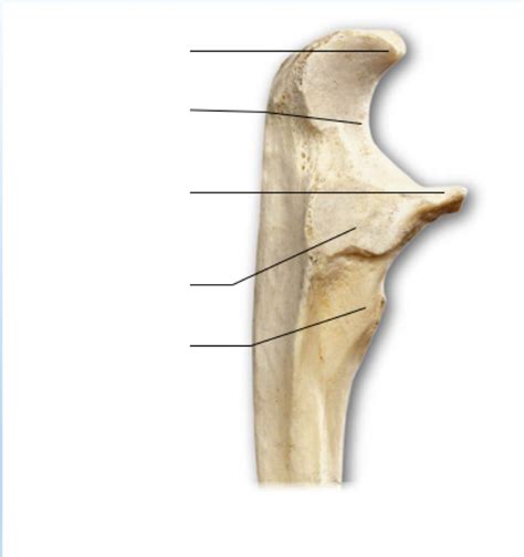 Right Ulna Lateral And Proximal View Diagram Quizlet