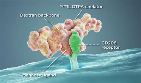 Illustration Of The Binding Of Mannose Ligand Of Lymphoseek With The
