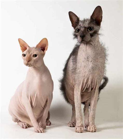 Lykoi The Werewolf Cat Cat Explore