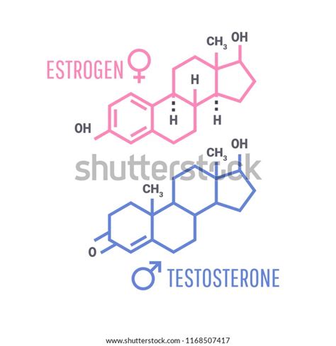Sex Hormones Molecular Formula Estrogen Testosterone Stock Vector