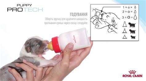 Заменитель молока для щенков Royal Canin PUPPY PRO TECH - YouTube