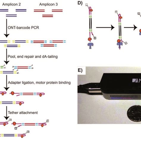 Detecting Structural Variants With Nanopore Ad Schematic Of The