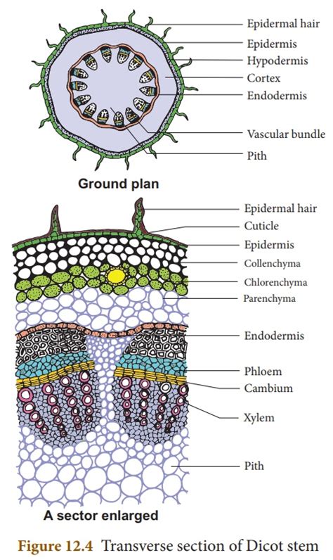 What Is Dicot Root Definition Structure Characteristics