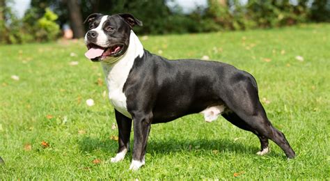 Are American Staffordshire Terriers Safe With Cats