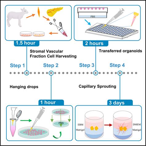 Cell Press Star Protocols