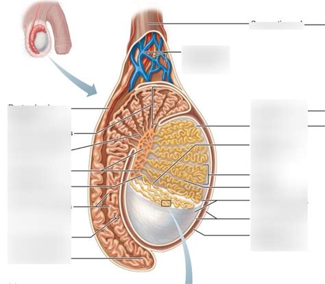 Aandp Lab Manual Figure 42 2 Testis Diagram Quizlet