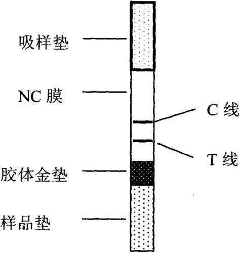 Rapid Quantitative Detection Device And Detection Method For Simultaneous Detection Of Human Bnp