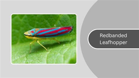 25 Types Of Leafhopper Identification With Pictures