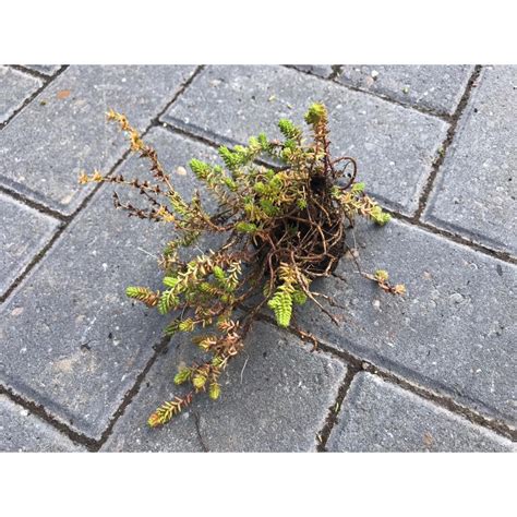 Sedum Sexangulare Per Stuk