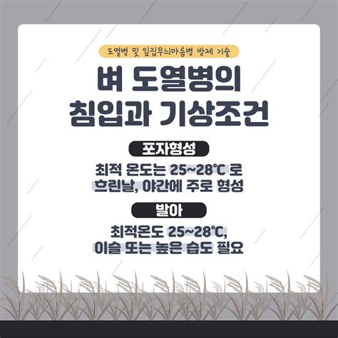 전북특별자치도농업기술원 집중호우 강풍대비 우리 벼가 아파요 도열병 및 잎집무늬마름병 방제기술