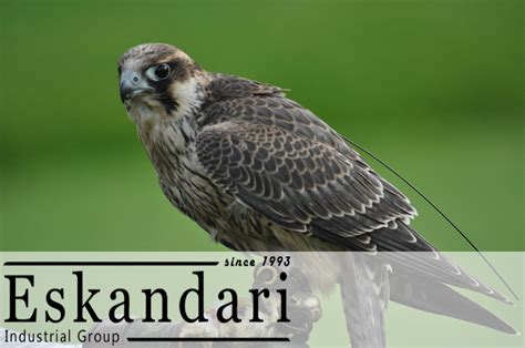 چند نوع پرنده شکاری دستگاه جوجه کشی