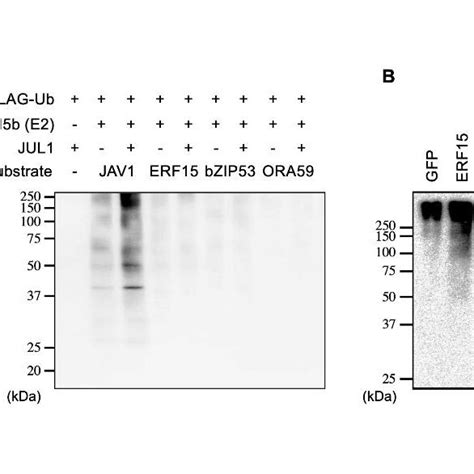 Bimolecular Fluorescence Complementation Analysis Of In Planta Download Scientific Diagram