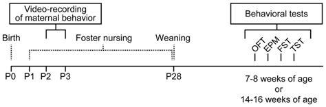 Schematic Representation Of The Experimental Design Wild Type Male Download Scientific Diagram