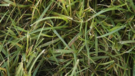 Gray Leaf Spot Lawn Disease How To Identify Control And Prevent It