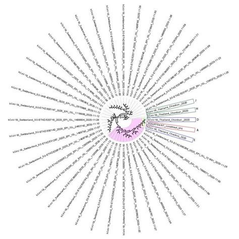 Phylogenetic Tree Of Five Positive Covid 19 Cases On Board Flight Lx180