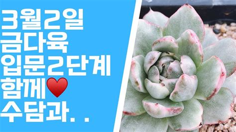 3뭘2일♥️금다육이 금다육판매 감사합니다 다육이도매 늘감사합니다 Youtube