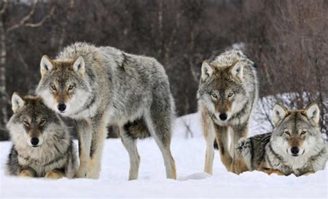 საინტერესო ფაქტები მგლების შესახებ