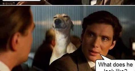 Whippet Whippet Good Album On Imgur