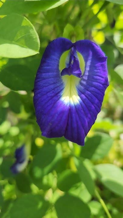 꽃과 열매 식용 진보라의 나비같은 꽃 나비완두 클리토리아 베란다월동 박서진 새콤달콤 Youtube